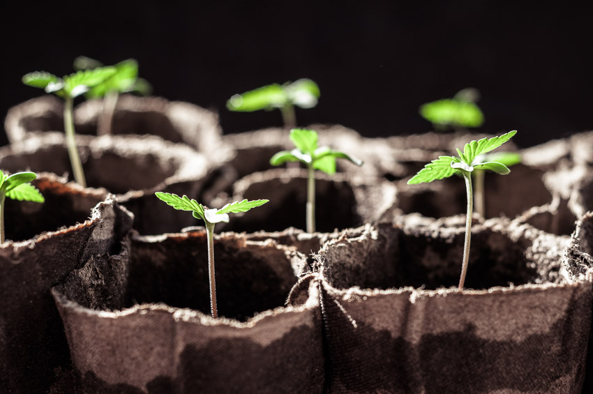 New medicinal cannabis greenhouse project to create 75 jobs in ...