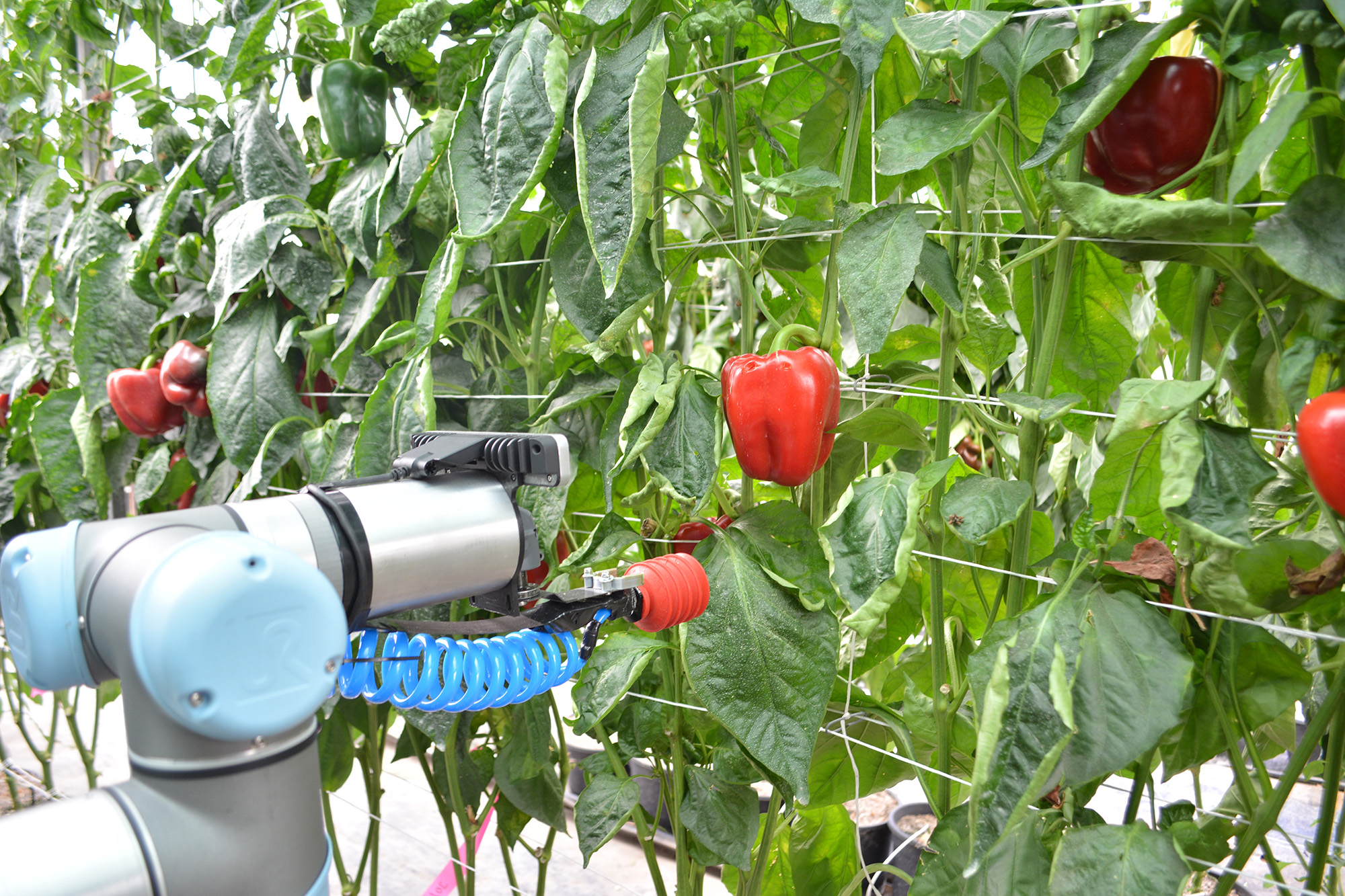 QUT opens New Future Food Systems Cooperative Research Centre ...