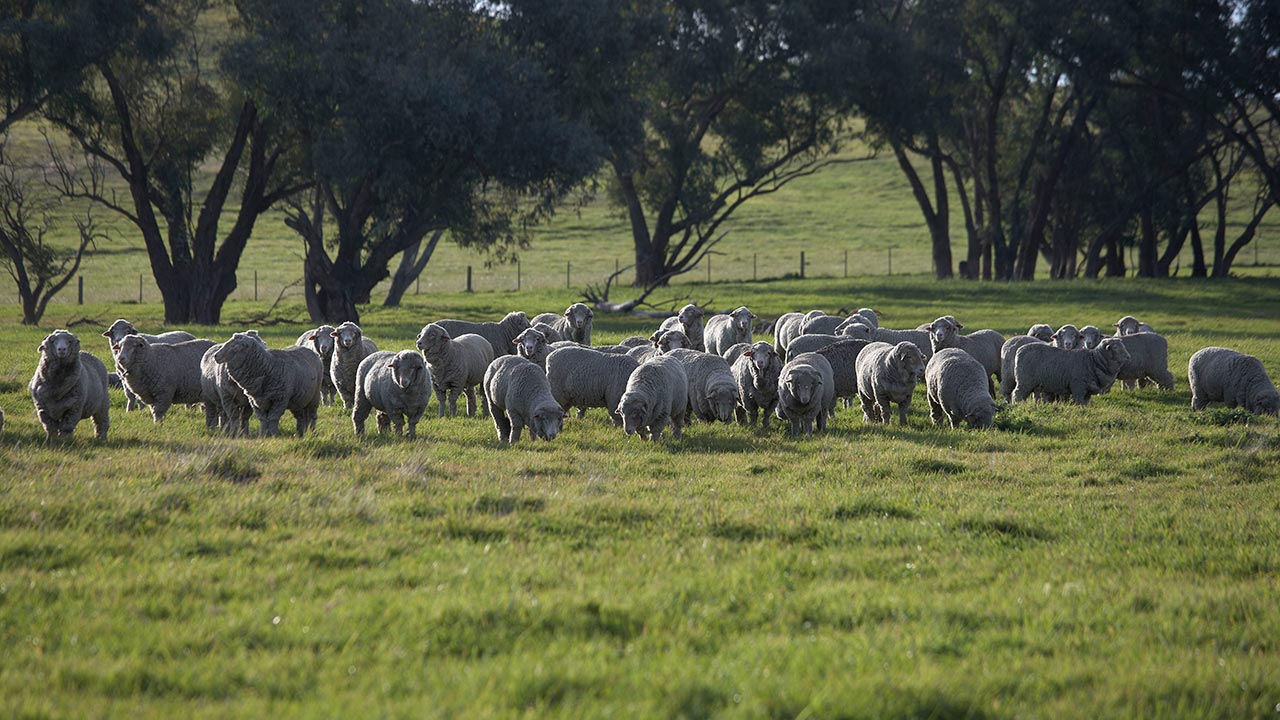 Troy Animal expands welfare portfolio, to manufacture animal care ...