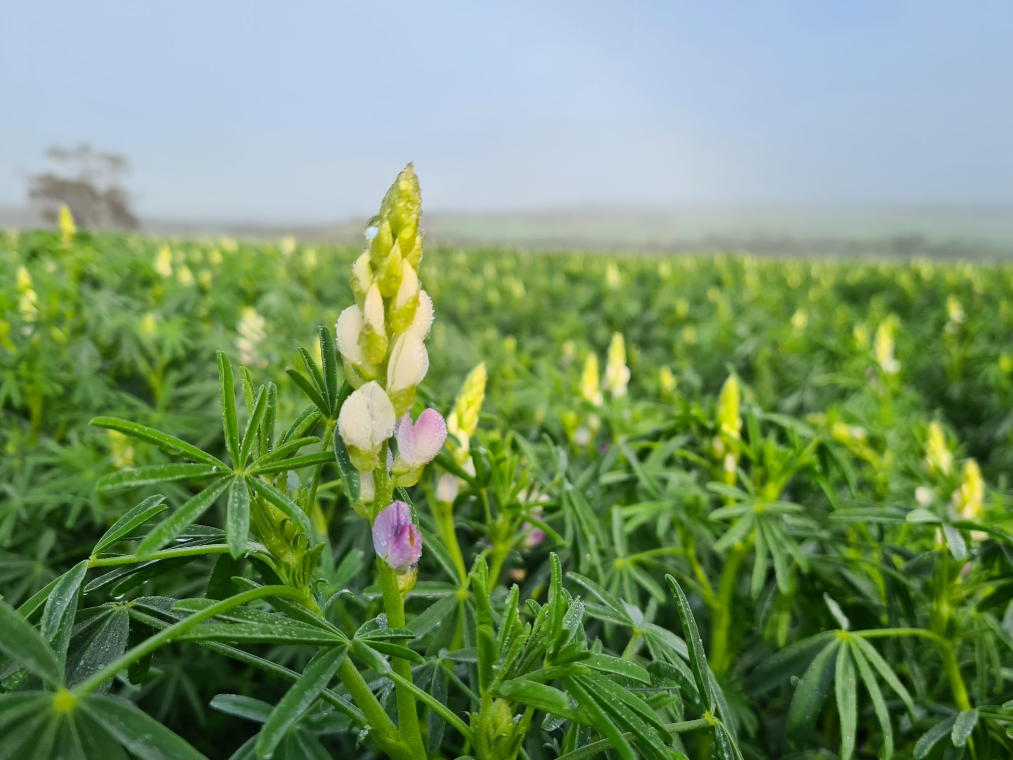 Wide Open Agriculture inks agreement with Curtin University to develop ...