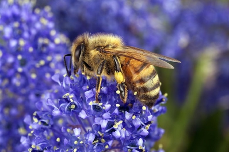 Pollen DNA metabarcoding reveals true origins of honey, according to ...
