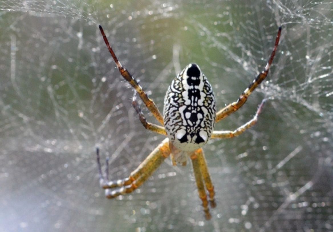 World wide web: global database of spider silk to aid development of ...