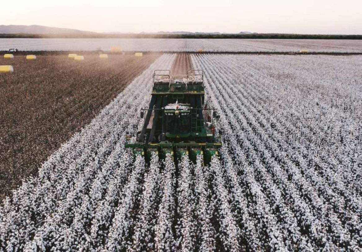 WA to become home to new $60 million cotton processing plant ...