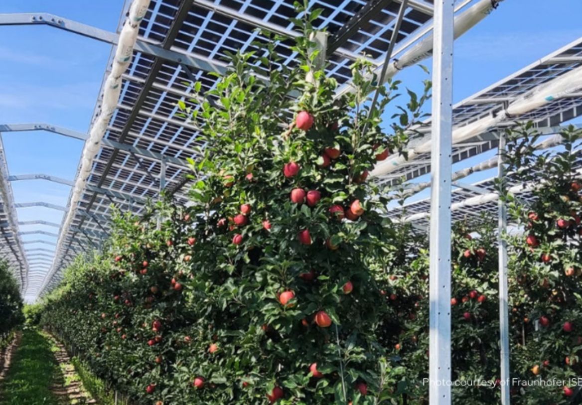 Report shows Australia’s potential to foster solar and agriculture co ...