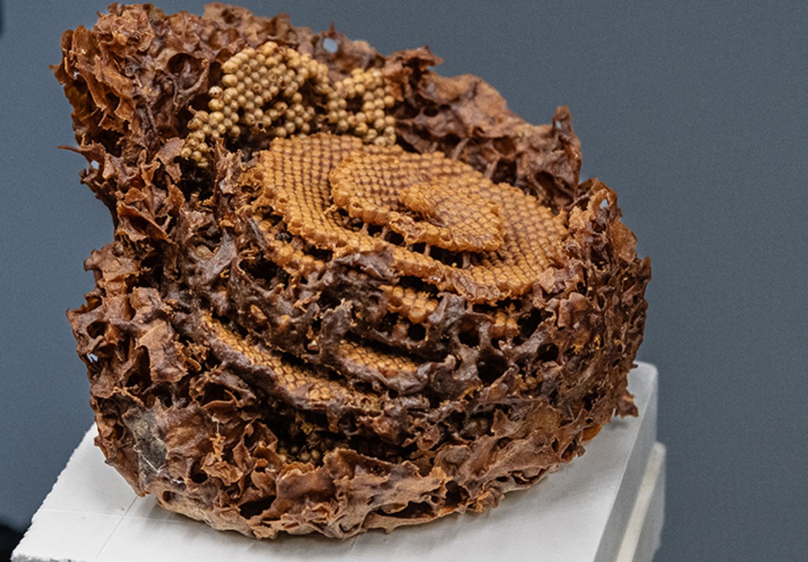 Bee-inspired designs could shape the future of additive manufacturing ...