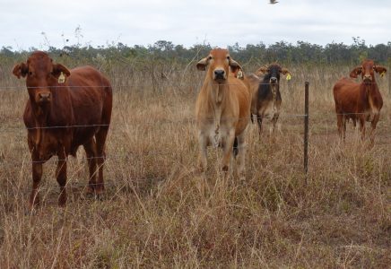New QBuild Cairns facility to boost manufacturing for homes in ...