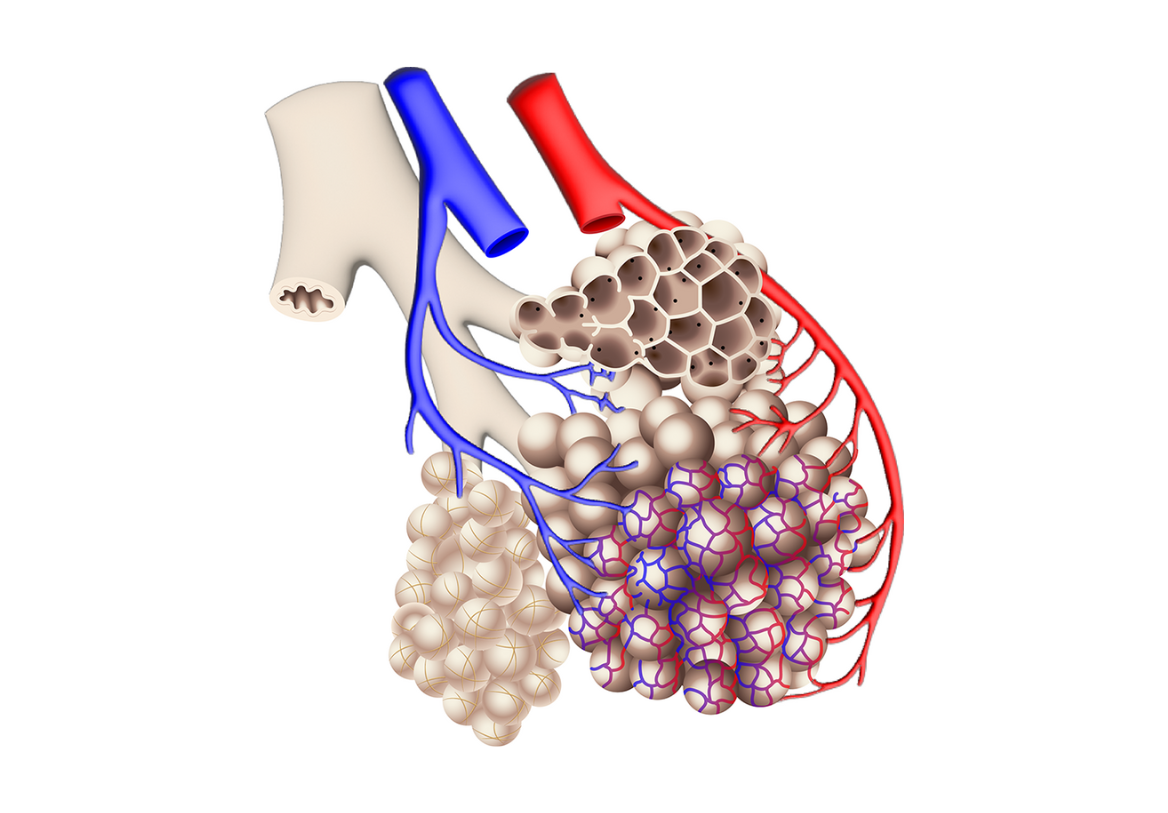Duke launches $3.2M NIH study using 3D-printed lung model - Australian ...